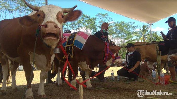 Waspada Penyakit BEF atau Demam 3 Hari pada Sapi, Ini Ciri-ciri Hewan ...