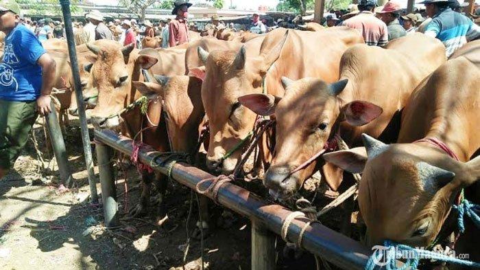 Daftar Harga Hewan Kurban Idul Adha 2021 Mulai dari Sapi, Kambing hingga Domba, Simak Rinciannya ...