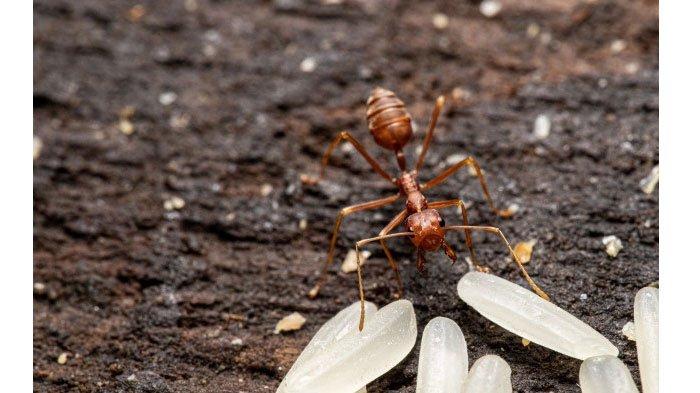 4 Binatang yang Dilarang Allah SWT untuk Dibunuh, Ini Penjelasan ...