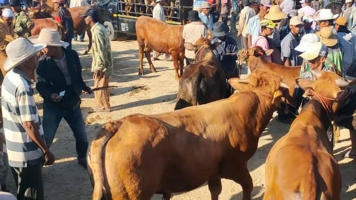 Harga Sapi Lokal dan Madrasin di Sampang Stabil, Kenaikan Harga ...