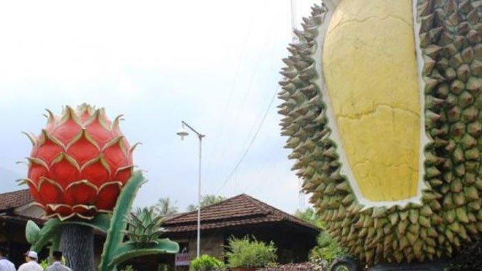 Kampung Durian di Desa Pakis Jember, Alternatif Pecinta Durian Beli ...