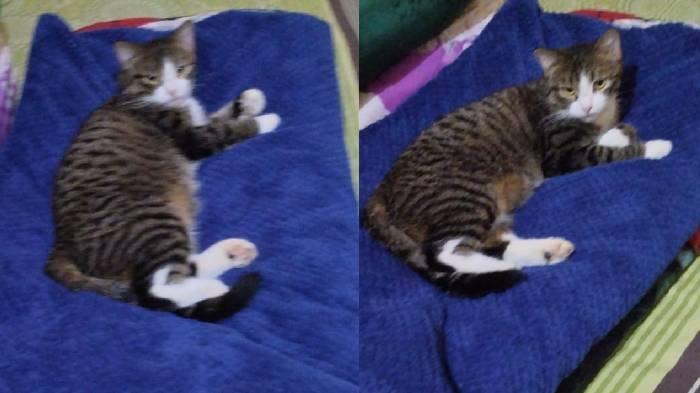 Unik, Warga Banyuwangi 'Sunat' Kucing dengan Nanggap Kesenian Jaranan ...