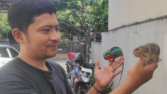 Indahnya Warna-warni Chameleon Warga Trenggalek, Seindah Harganya yang ...
