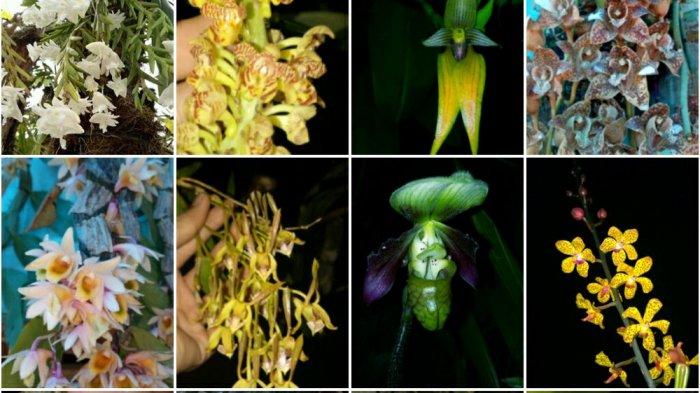 200 Jenis Anggrek Khas Mamasa Mulai Dijajakan di Lapak Online Indonesia ...