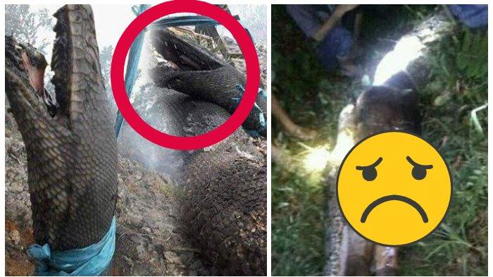 5 Fakta Foto-foto Ular Piton Hangus Terbakar Ingatkan Kasus Akbar ...