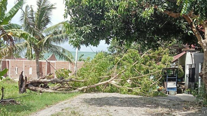 Waspada! Angin Kencang Sebabkan Pohon Tumbang di Pinrang, Timpa Rumah ...