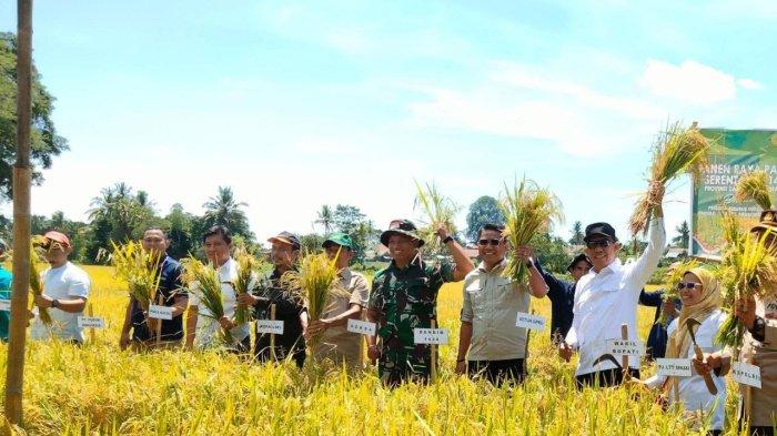 Bulog Serap 2.300 Ton Gabah Petani di Sinjai Sulsel - Tribun-timur.com