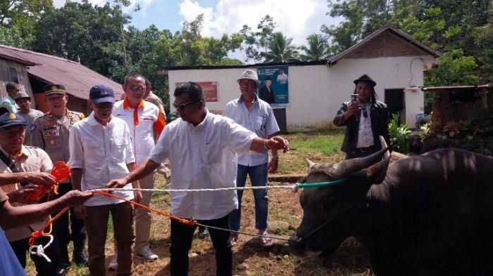 Diminati karena Kualitas Bagus, Peternak Bulukumba Kirim 90 Ekor Sapi ...