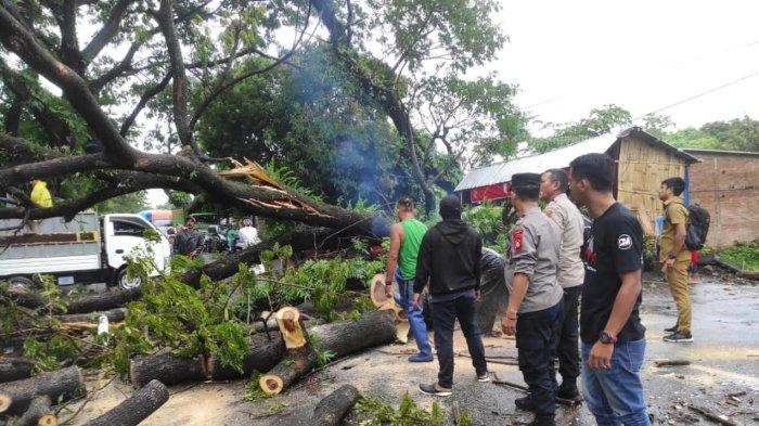 Pohon Tumbang Timpa Kios Buah di Poros Limbung Gowa - Tribun-timur.com Pohon Tumbang Timpa Kios Buah di Poros Limbung Gowa - Tribun-timur.com