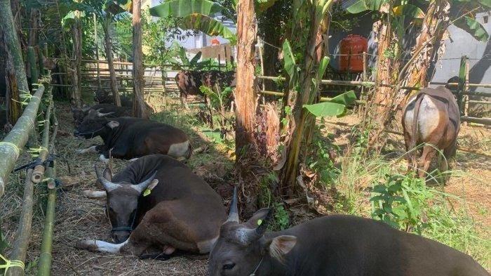 Pj Gubernur Sulsel Kurban 3 Sapi, Sebar ke 3 Masjid di Makassar ...
