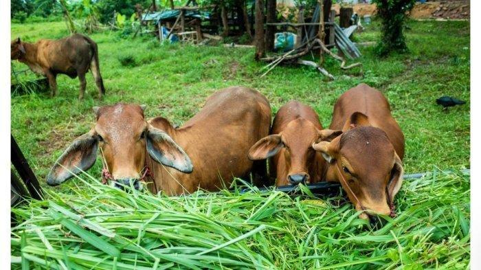 86 Ribu Ekor Sapi dan Kerbau Tersedia di Sulsel Jelang Hari Raya ...