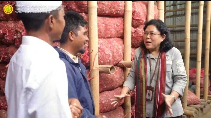 Panen Raya Benih Bawang Putih di NTB, Langkah Kementan Menuju ...