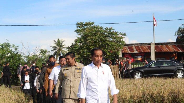 Video: Jokowi Pantau Panen Raya di Maros - Tribun-timur.com