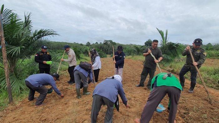 Optimalisasi Lahan, Kementan Mulai Program Kick Off Penanaman Padi Gogo di Musi Rawas - Tribun ...