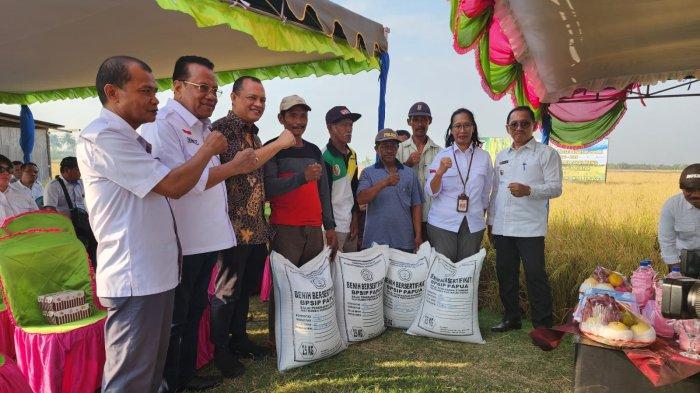 Panen Padi di Merauke, Komisi IV DPR RI Apresiasi Petani Distrik Tanah Miring - Tribun-timur.com