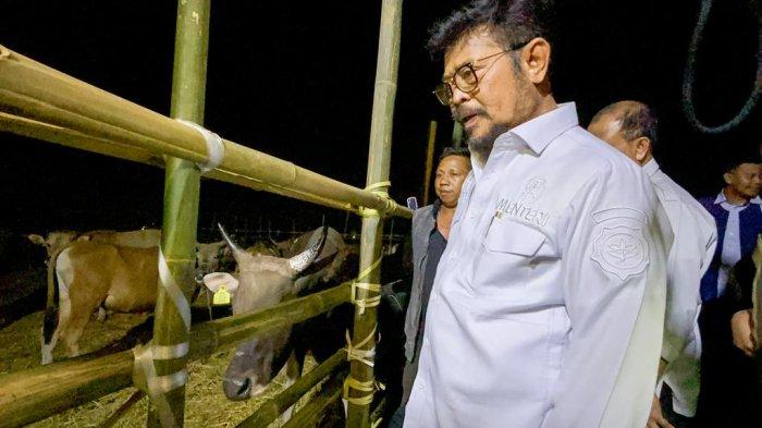 Malam-malam Menteri Pertanian Syahrul Yasin Limpo Masuk Kandang Sapi di ...