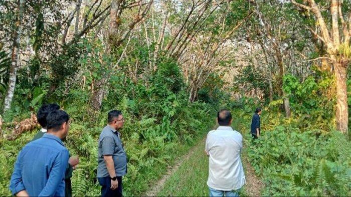 PTPN XIV Gencar Optimalkan Aset Lahan Menjadi Produktif - Tribun-timur.com