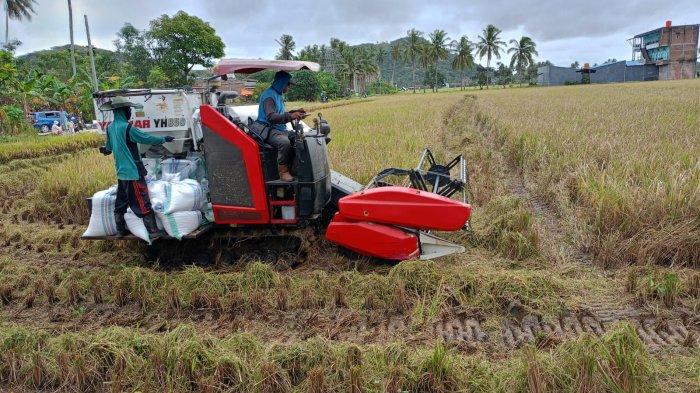 Bulog Pinrang Klaim Sudah Serap 28 Ribu Ton Gabah Kering dari Petani di Panen Awal 2025 - Tribun ...