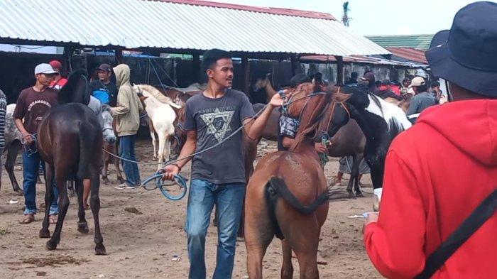Mengintip Harga Kuda di Pasar Kuda Jeneponto, Termahal Rp37,5 Juta ...