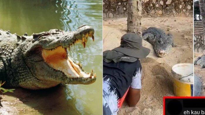 Pekerjaan Ekstrim Pengumpul Telur Buaya Bergaji Berapa? Nyaris Diterkam Bang Buya Viral di ...