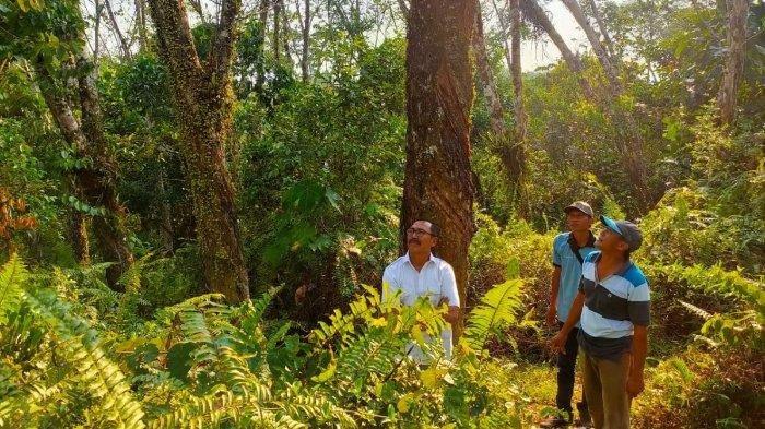 65 Bidang Tanah Negara PTPN XIV Keera Diduga Telah Disertifikatkan ...