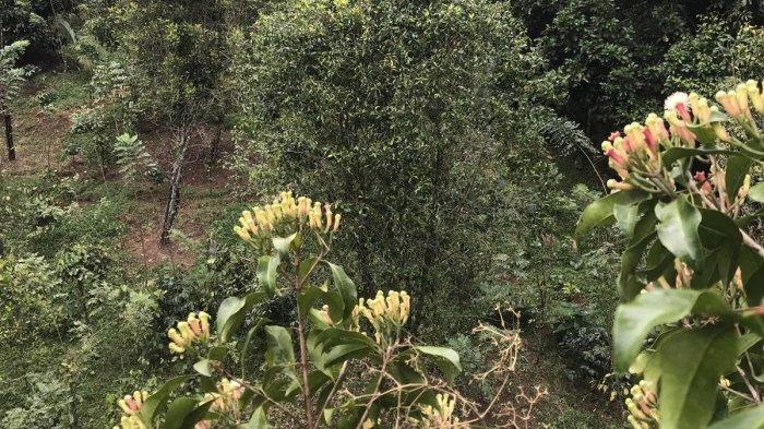 Puskesmas Samaenre Sinjai Tangani 7 Pasien Terjatuh dari Pohon Cengkeh - Tribun-timur.com