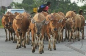PT Buli Sidrap Kirim 284 Sapi Potong ke Jakarta - Tribun-timur.com