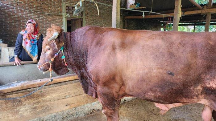 Presiden Jokowi Kurban Sapi Limosin di Bone, Berat hingga 1 Ton Lebih ...