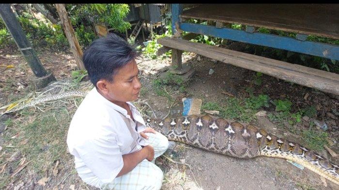 Video: Geger! Warga Kulinjang Temukan Ular Piton 7 Meter - Tribun-timur.com