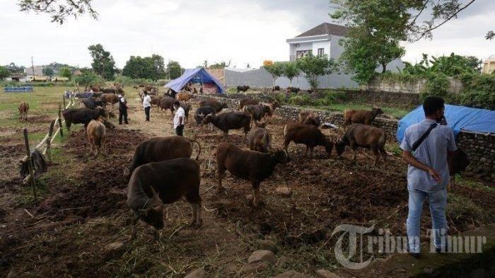 Harga Sapi Kurban di Bulukumba, Bone, Gowa, Sinjai, Bantaeng Jelang Idul Adha 2024 - Tribun ...