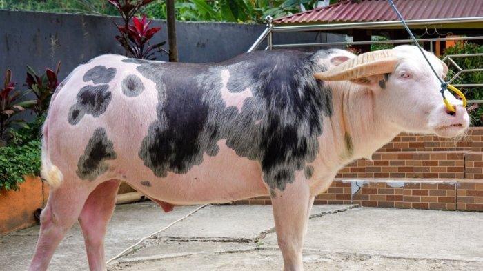 Tedong Berharga Fantastis di Toraja, Capai Miliaran Rupiah - Halaman ...
