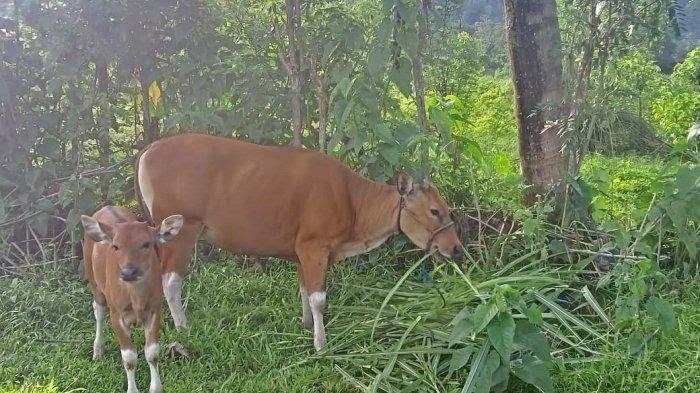 Berita Topik Sapi Kencing Darah Terbaru Hari Ini - Tribun-timur.com