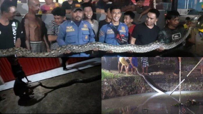 Heboh! Warga Mawang Gowa Tangkap Ular Piton 4,5 Meter dari Saluran Air ...