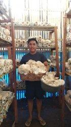 Manfaatkan Pekarangan Rumahnya, Pemuda Asal Maros Ini Sukses Budidayakan Jamur Tiram - Tribun ...