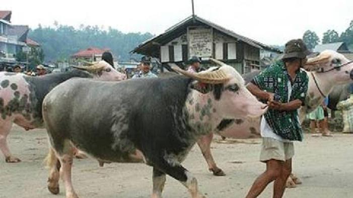 Biaya Mahal, 2 Upacara Adat Toraja Ini Simbol Martabat - Tribun-timur.com