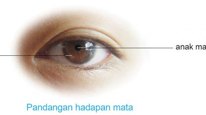 Mau Baca Emosi Orang? Perhatikan Ini - Tribun-timur.com