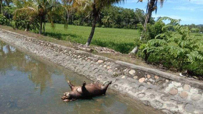 38.717 Ekor Babi Mati di Luwu Timur, Peternak Rugi Rp 154 Miliar ...