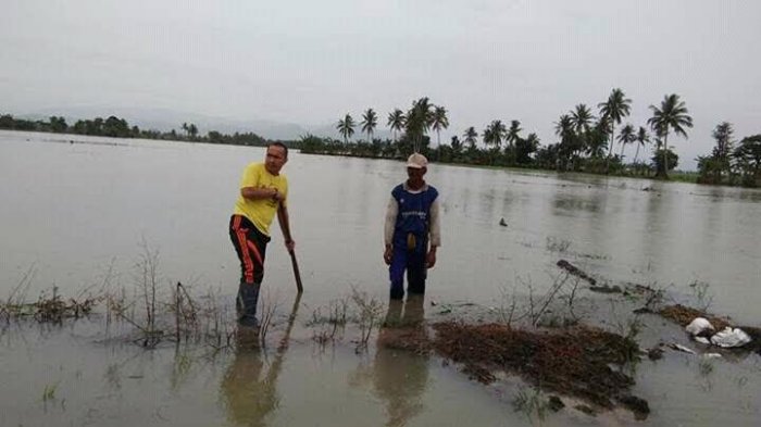 Curah Hujan Tinggi, Ratusan Hektar Sawah di Siparappe Pinrang Terendam Air - Tribun-timur.com