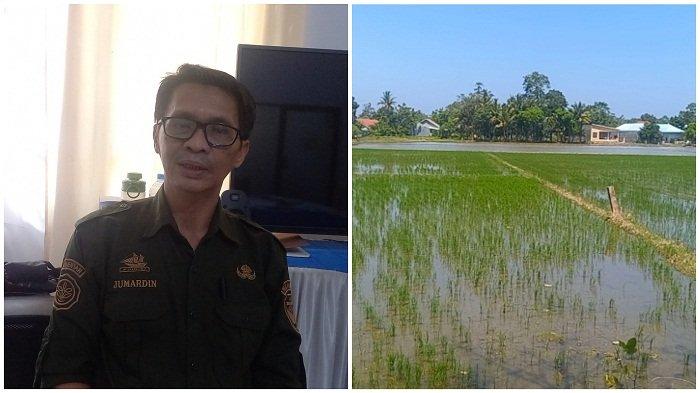 207 Desa di Luwu Berpotensi Alami Kekeringan, Dinas Pertanian Luwu Panggil 200 Penyuluh - Tribun ...