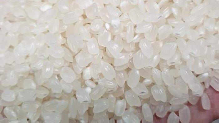 Sukses Substitusi Beras Japonica, Beras Tarabas Dipuji Lebih Unggul di ...