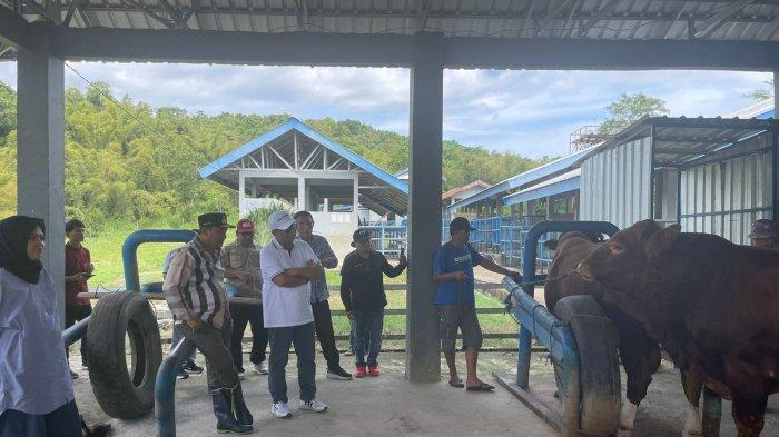 Sukses di Pucak Maros, Bahtiar Bakal Terapkan Inseminasi Buatan ke Sapi di Sulbar - Tribun-timur.com