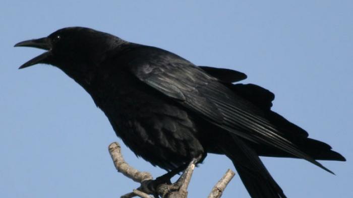 Burung Gagak ini Sebut "Allah" 7 Kali - Tribun-timur.com