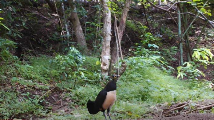 Melalui TJSL, PLN Berhasil Tetaskan 9 Telur Burung Maleo Sebagai Upaya ...