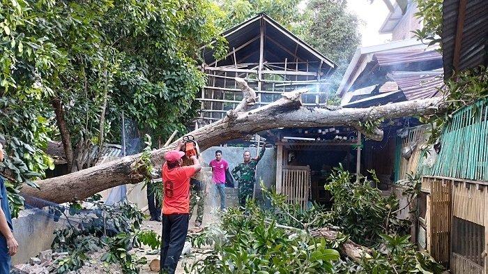 Hujan Deras Disertai Angin Kencang Akibatkan Pohon Tumbang Timpa Rumah Warga di Sinjai Utara ...