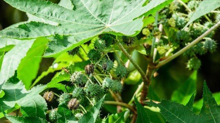 Mengenal Tanaman Jarak, Memiliki Manfaat dari Buah Hingga Daun dan Cara ...