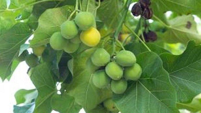 Getah Daun Jarak Punya Banyak Manfaat, Mulai Sakit Gigi Hingga Luka ...