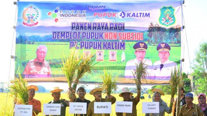 Panen Raya Demplot Pupuk Nonsubsidi di Sidrap Hasil Panen Capai Rp 40 ...