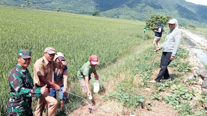 Petani Balirejo Luwu Timur Musnahkan 300 Hama Tikus di Sawah - Tribun ...