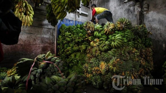 FOTO: Stok Pisang di Pasar Terong - Tribun-timur.com