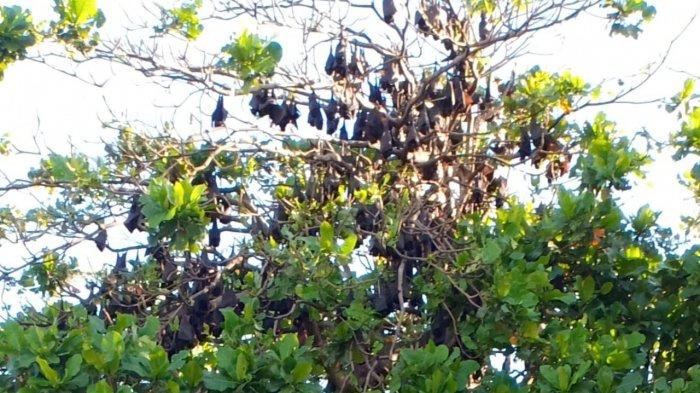 Hanya Ada di Soppeng, Lihat Langsung Ratusan Kelelawar di Siang Hari ...